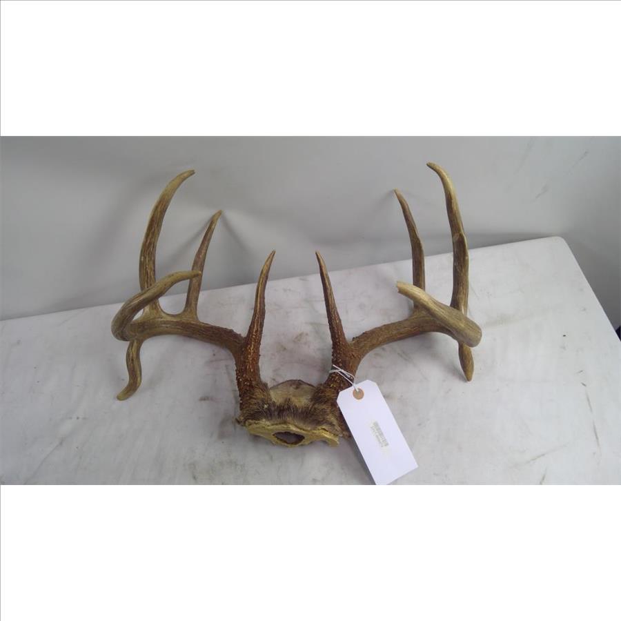 Antler Trophy Pieces | Property Room