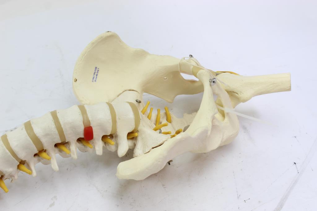 3B Scientific Spine, Pelvic And Occipital Plate Model | Property Room