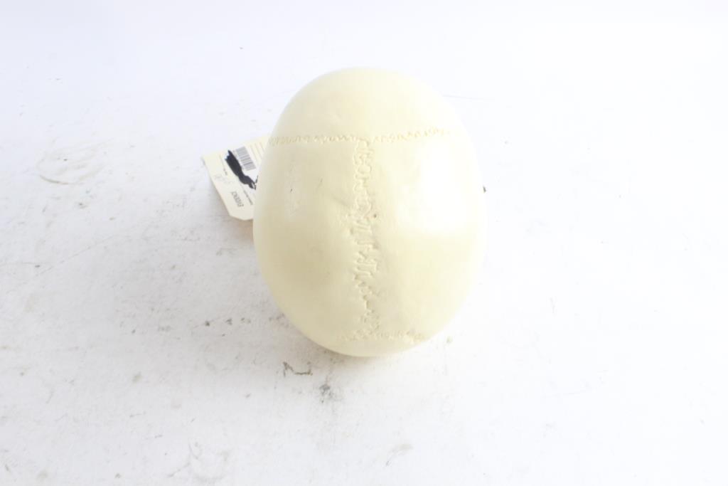 Anatomically Correct Replica Skull | Property Room