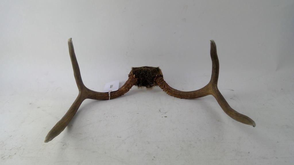 Antler Trophy | Property Room