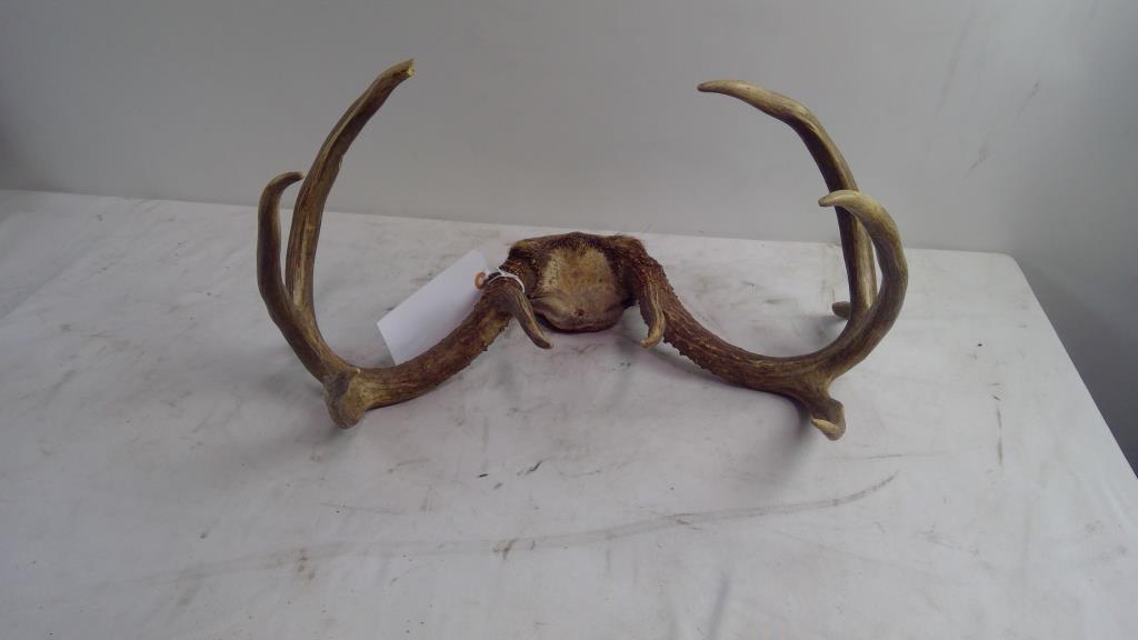 Antler Trophy Pieces | Property Room