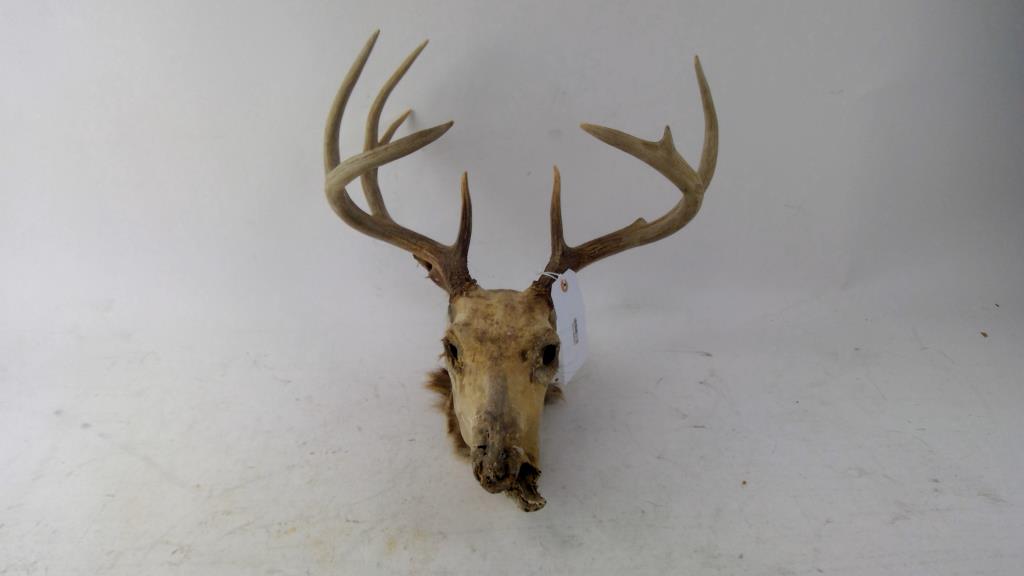 Deer Skull | Property Room