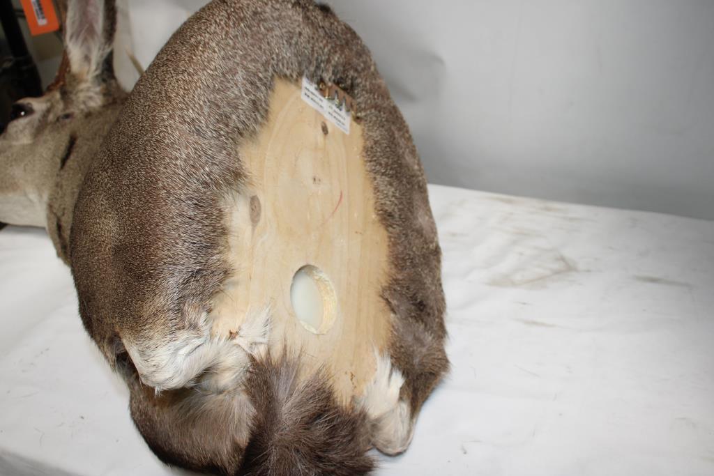 Mounted Deer Head | Property Room Mounted Deer Head | Property Room