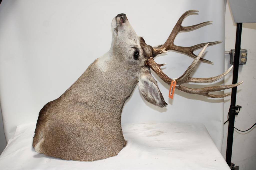 Mounted Deer Head | Property Room Mounted Deer Head | Property Room