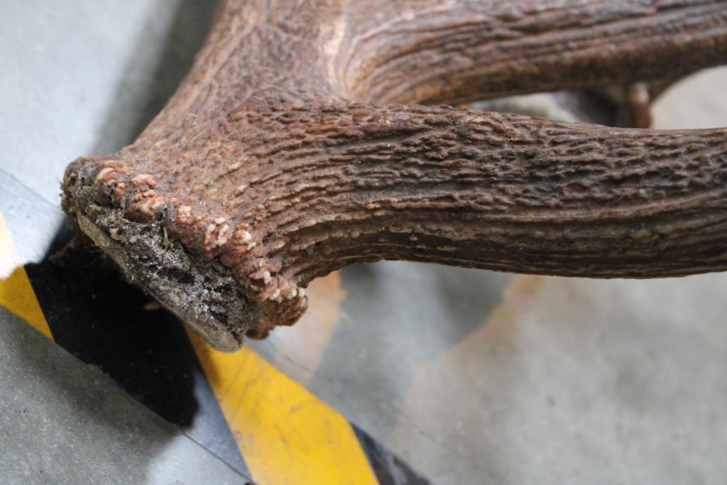 Set Of Antlers 2 Items Total | Property Room