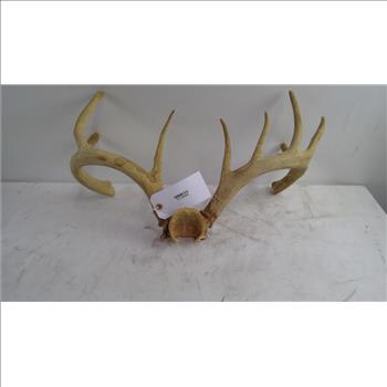Antler Trophy Piece | Property Room
