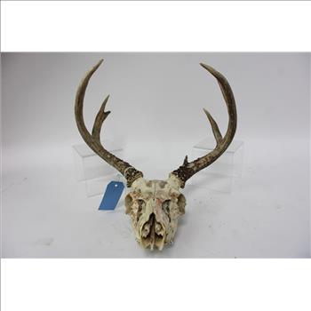 Deer Rack And Skull | Property Room