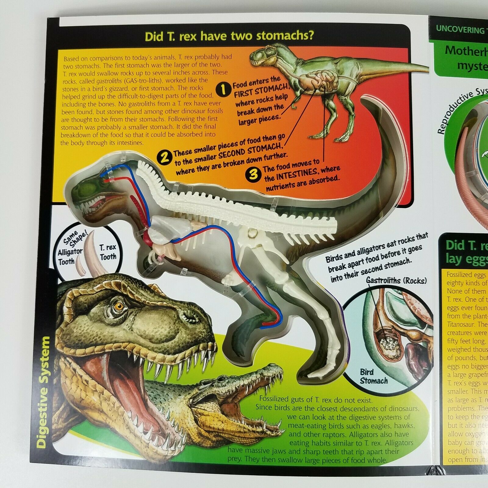 Uncover A T-Rex Take a Three-Dimensional Look Inside a T. Rex by Dennis ...