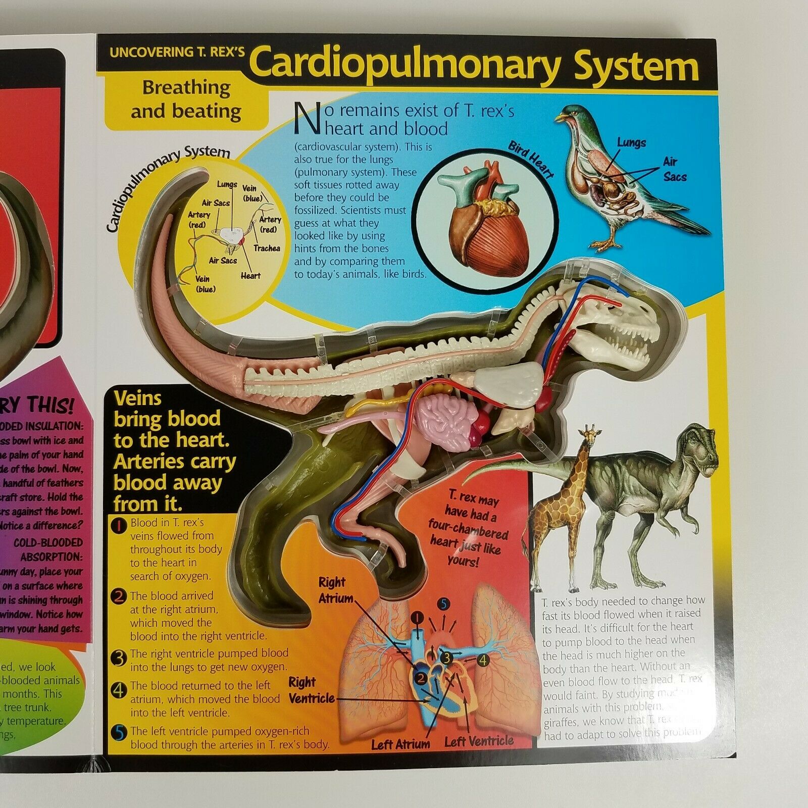 Uncover A T-Rex Take a Three-Dimensional Look Inside a T. Rex by Dennis ...