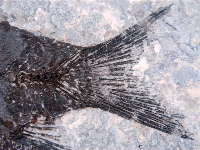 40 Millions Years Old Paleogene Fresh Water Bony Fish Fossil ...