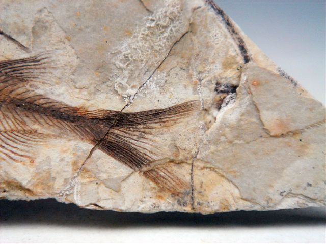 150 Million Years Old Late Jurassic Lycoptera Ancient Fish Fossil w ...