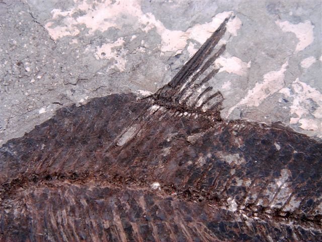 40 Millions Years Old Paleogene Fresh Water Bony Fish Fossil ...