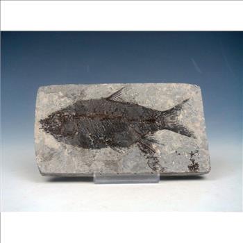 40 Millions Years Old Paleogene Fresh Water Bony Fish Fossil ...
