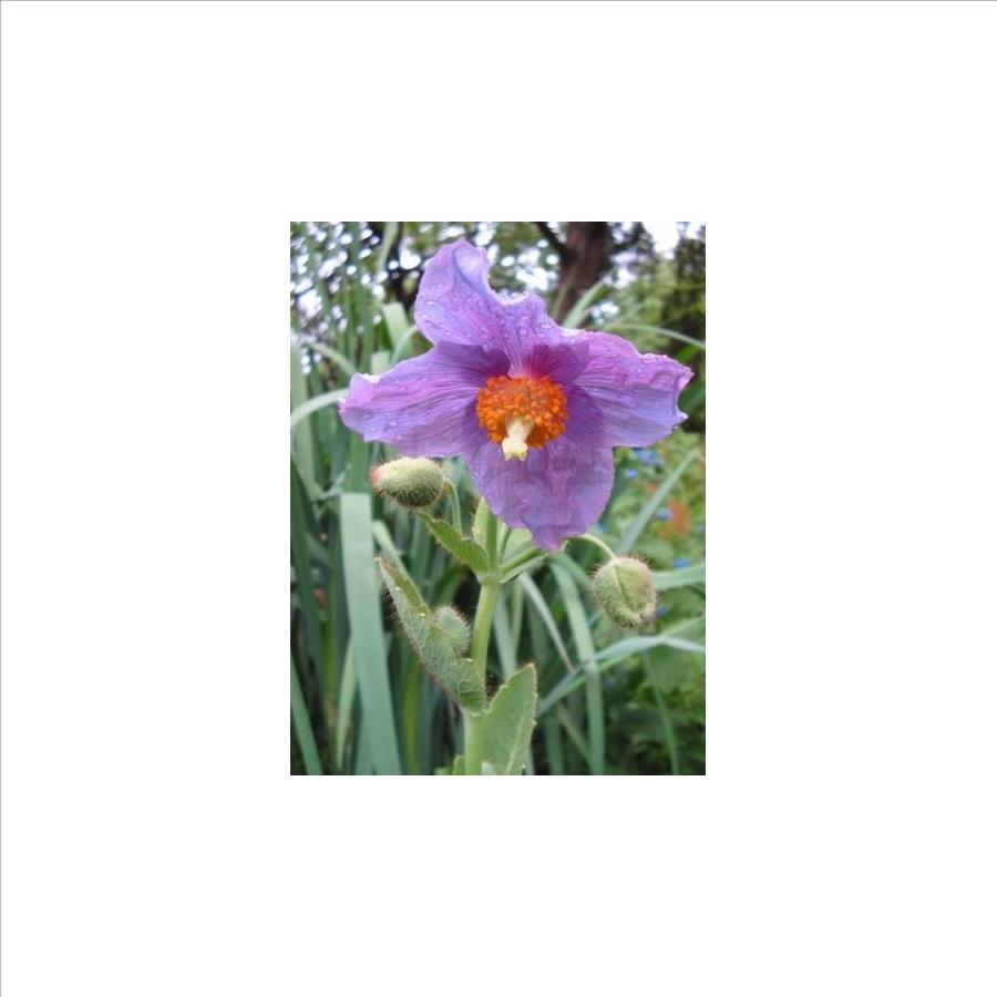 VIOLET HIMALAYAN POPPY Meconopsis Betonicifolia Purple Hensol Flower 10 ...
