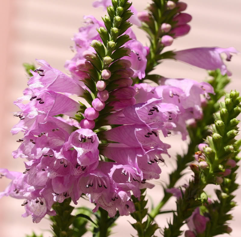 PINK OBEDIENT PLANT False Dragon Head Flower 25 Seeds | Property Room