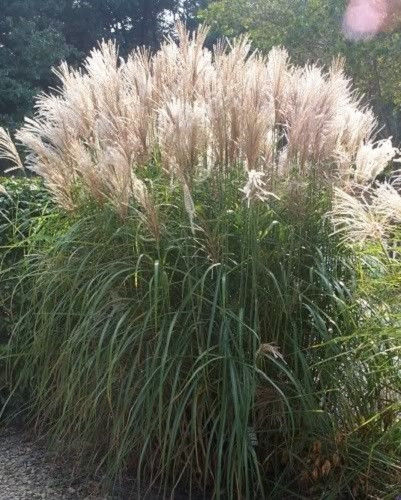 SILVER MAIDEN GRASS Miscanthus Sinensis Perennial Flower 10 Seeds ...