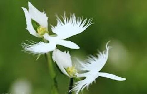 Japanese Radiata, Semilias Flora 5 Seeds | Property Room