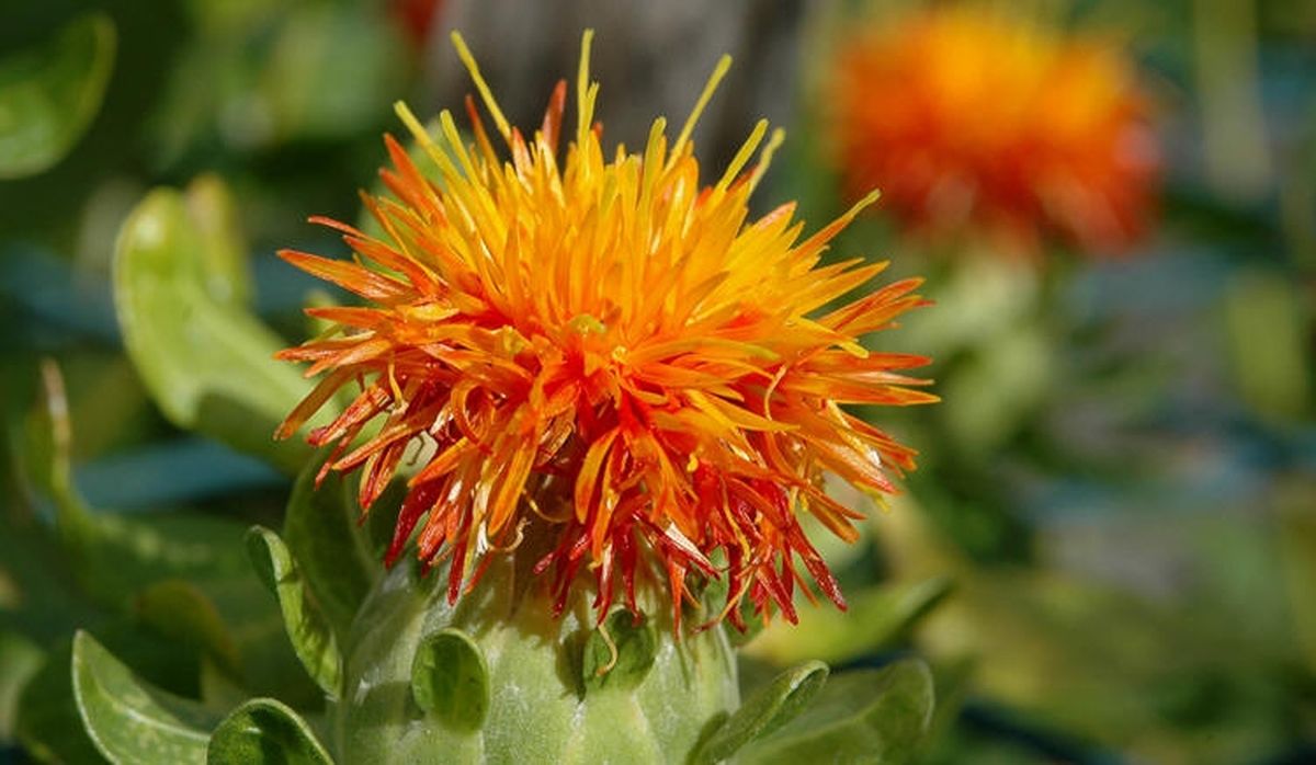Safflower - Beautiful Bright Orange, tubular flowers!!! Great for Birds ...