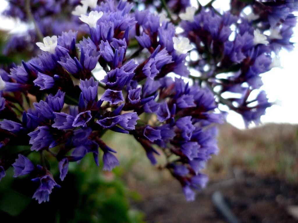 PURPLE STATICE / SEA LAVENDER Limonium Sinuatum Flower 50 Seeds ...