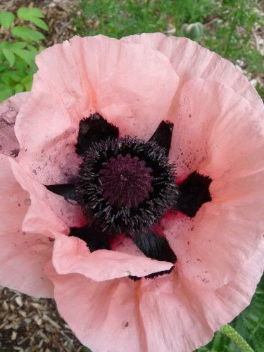 PRINCESS VICTORIA LOUISE ORIENTAL POPPY Flower 100 Seeds | Property Room