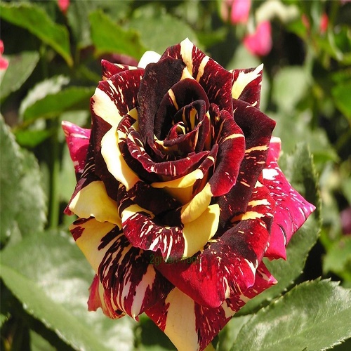 Meteor Shower Striped Rose-5 Seeds | Property Room