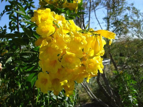 TECOMA STANS Yellow Bells Esperanza Flower 10 Seeds | Property Room
