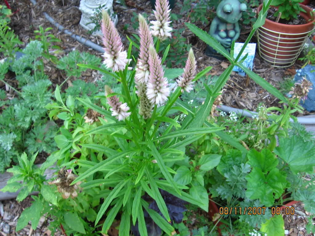 FLAMINGO FEATHER / WHEAT CELOSIA Flower 100 Seeds | Property Room