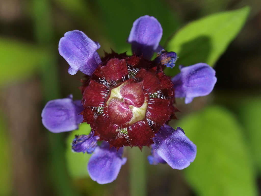 Heal All Self Heal Prunella Vulgaris Purple Herb Flower 50 Seeds ...