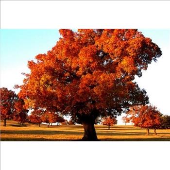 Acer Truncatum Fire Dragon Heirloom 10 Seeds | Property Room