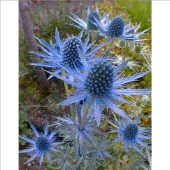 BLUE STAR SEA HOLLY Eryngium Flower 10 Seeds | Property Room