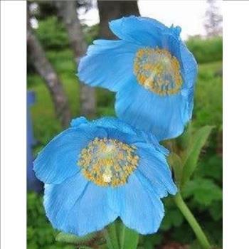 BLUE HIMALAYAN POPPY Tibetan Meconopsis Betonicifolia Flower 10 Seeds ...