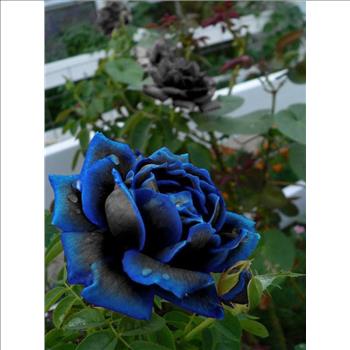 5 Midnight Blue Rose Seeds | Property Room