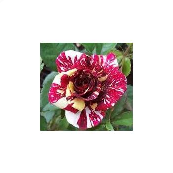 Tiger Stripe Rose-5 Seeds | Property Room