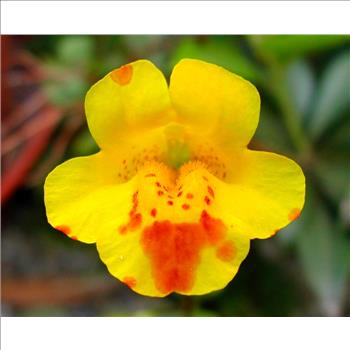 YELLOW MONKEY FLOWER Mimulus 100+ Seeds | Property Room