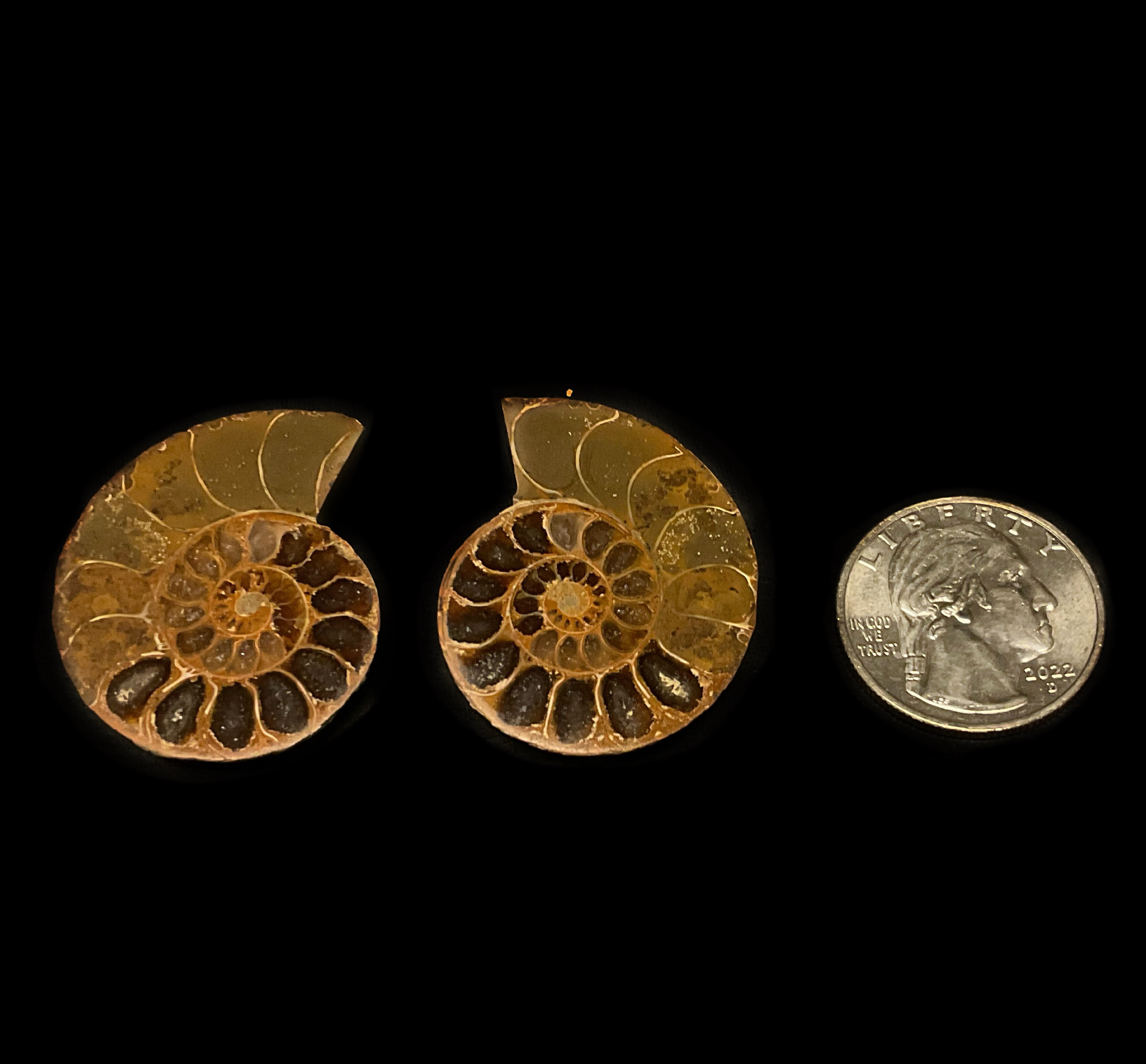 (2) Natural Genuine Ammonite Fossil - Loose Stone | Property Room