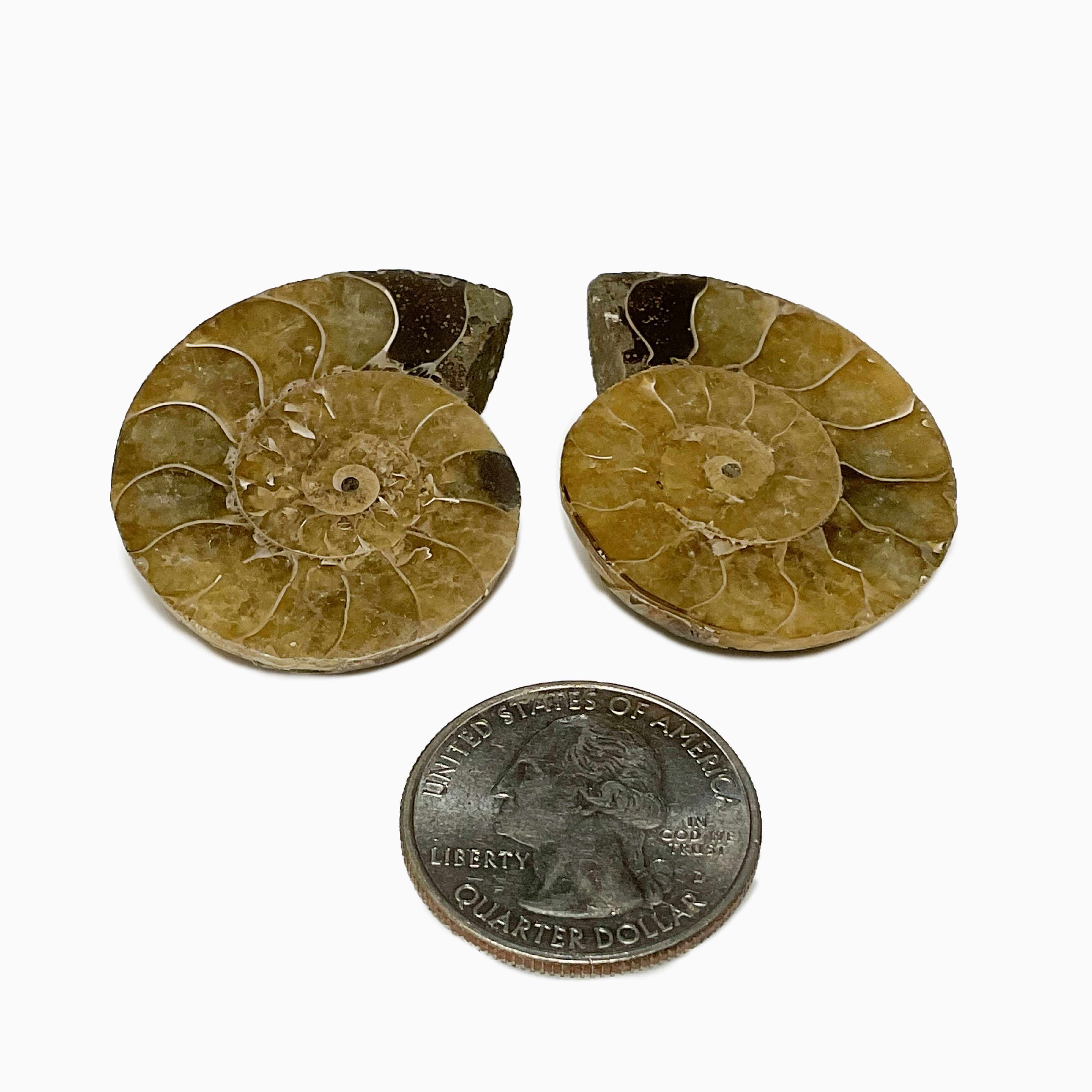 Natural Genuine Ammonite Fossils Set - Loose Stone | Property Room