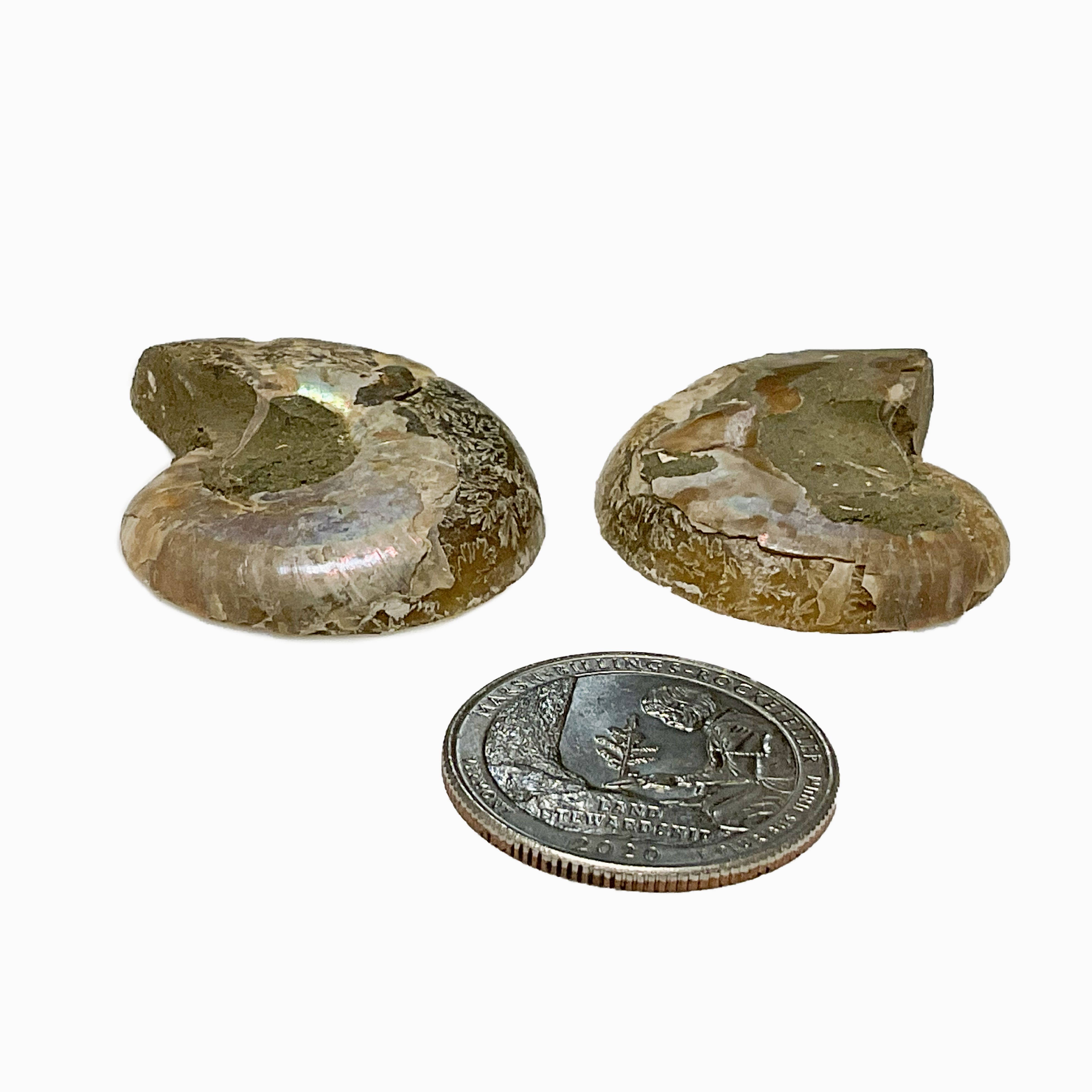 Natural Genuine Ammonite Fossils Set - Loose Stone | Property Room