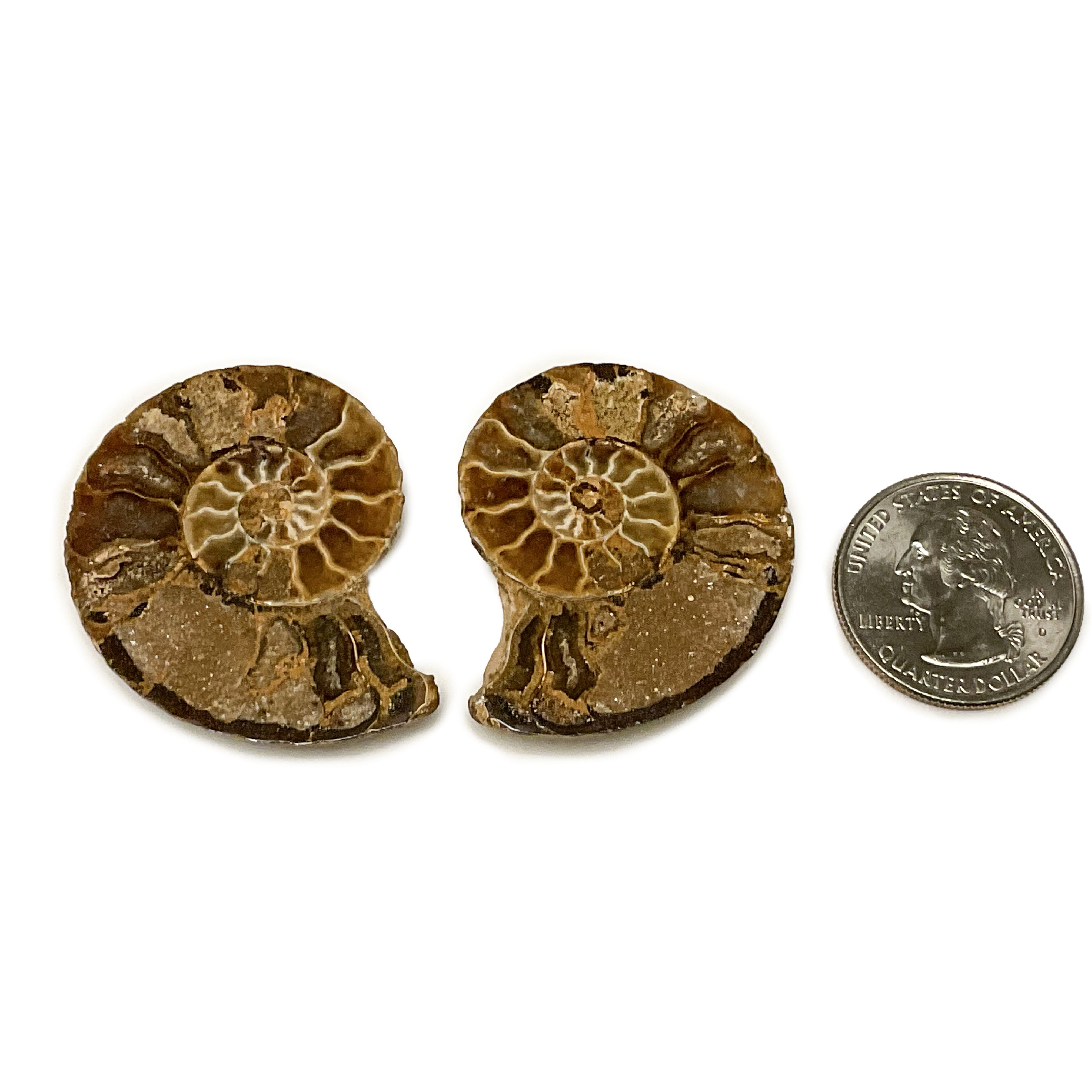 (2) Natural Genuine Ammonite Fossil - Loose Stone | Property Room