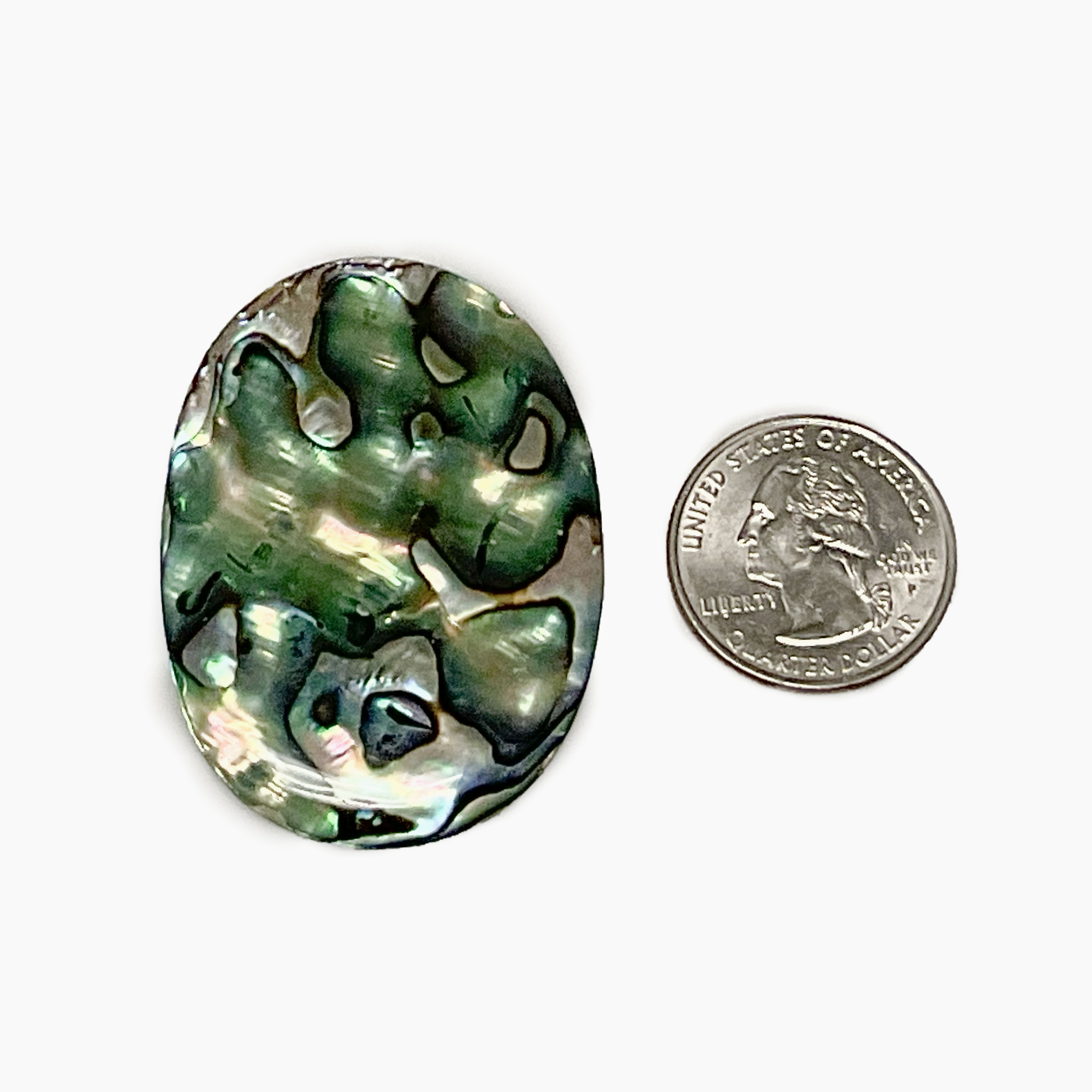 Large Abalone Shell Loose Stone | Property Room