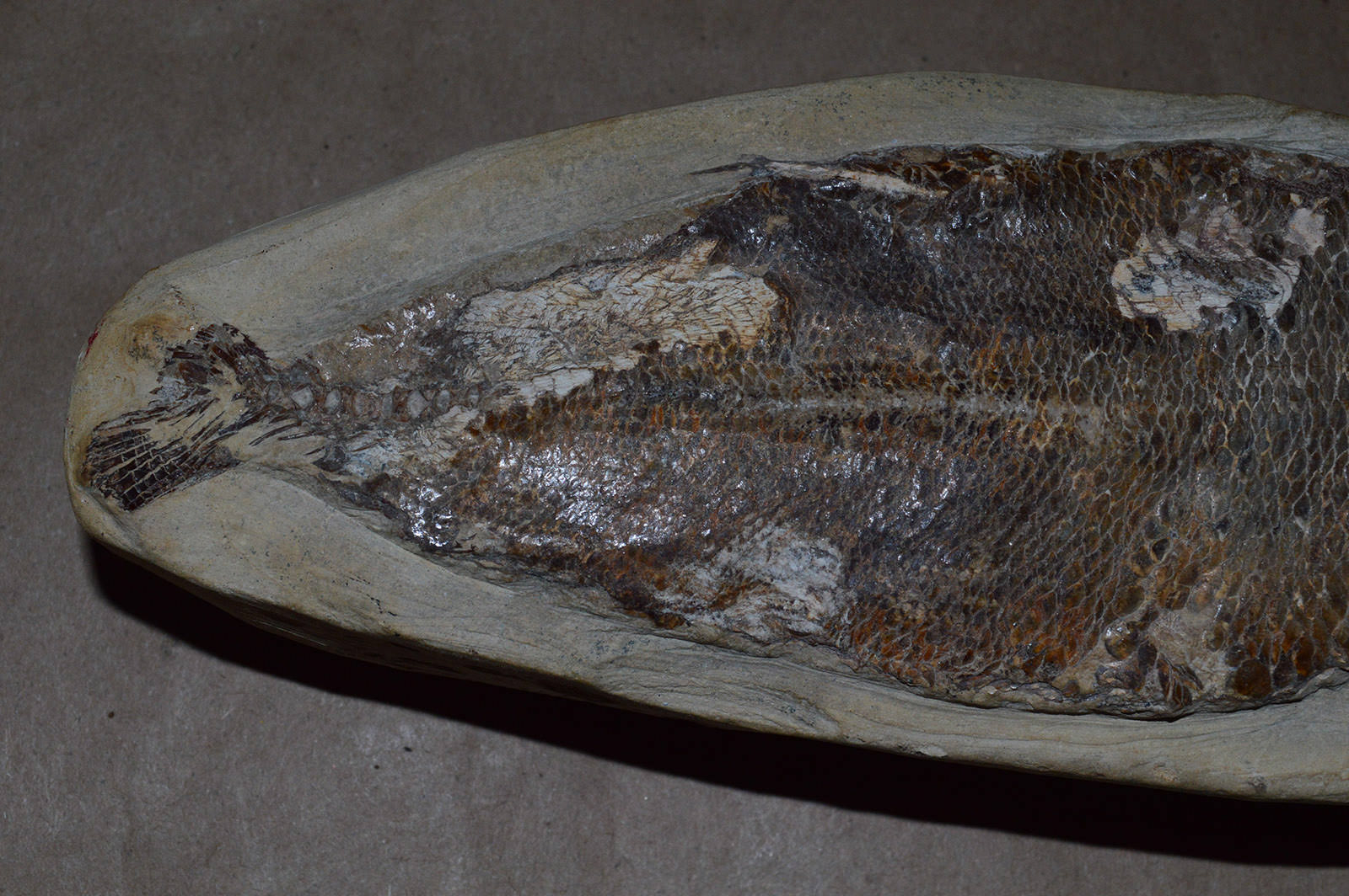 Fossilized Fish In Stone | Property Room