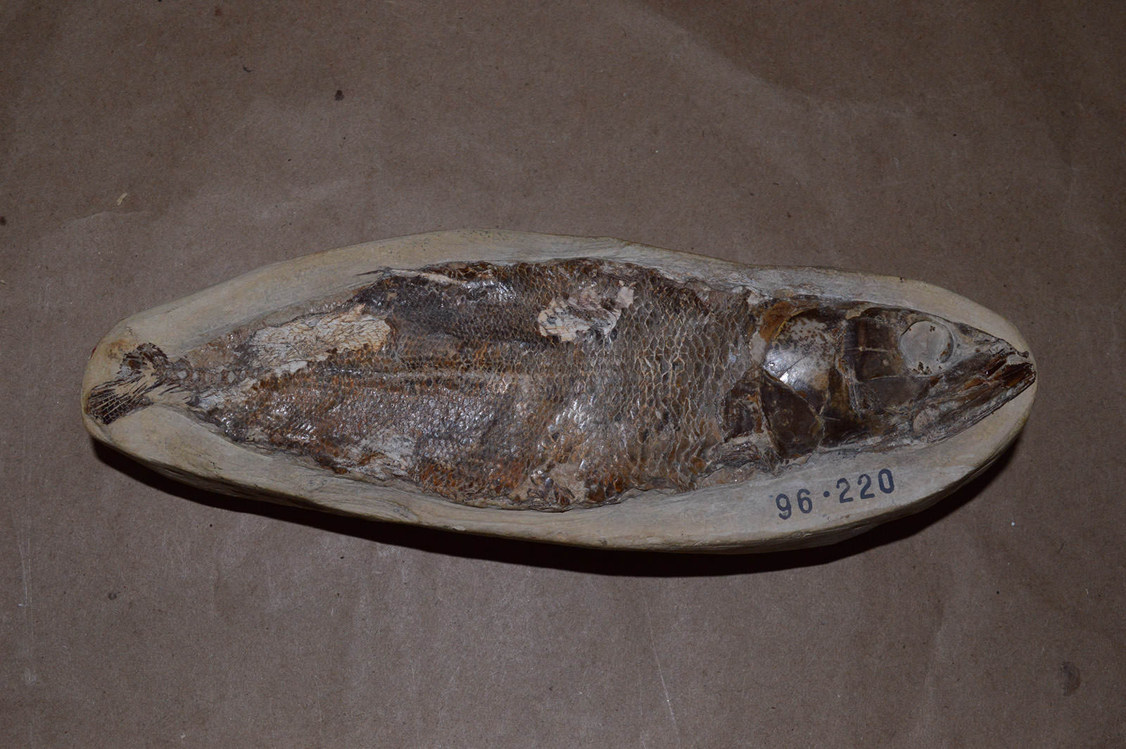 Fossilized Fish In Stone | Property Room