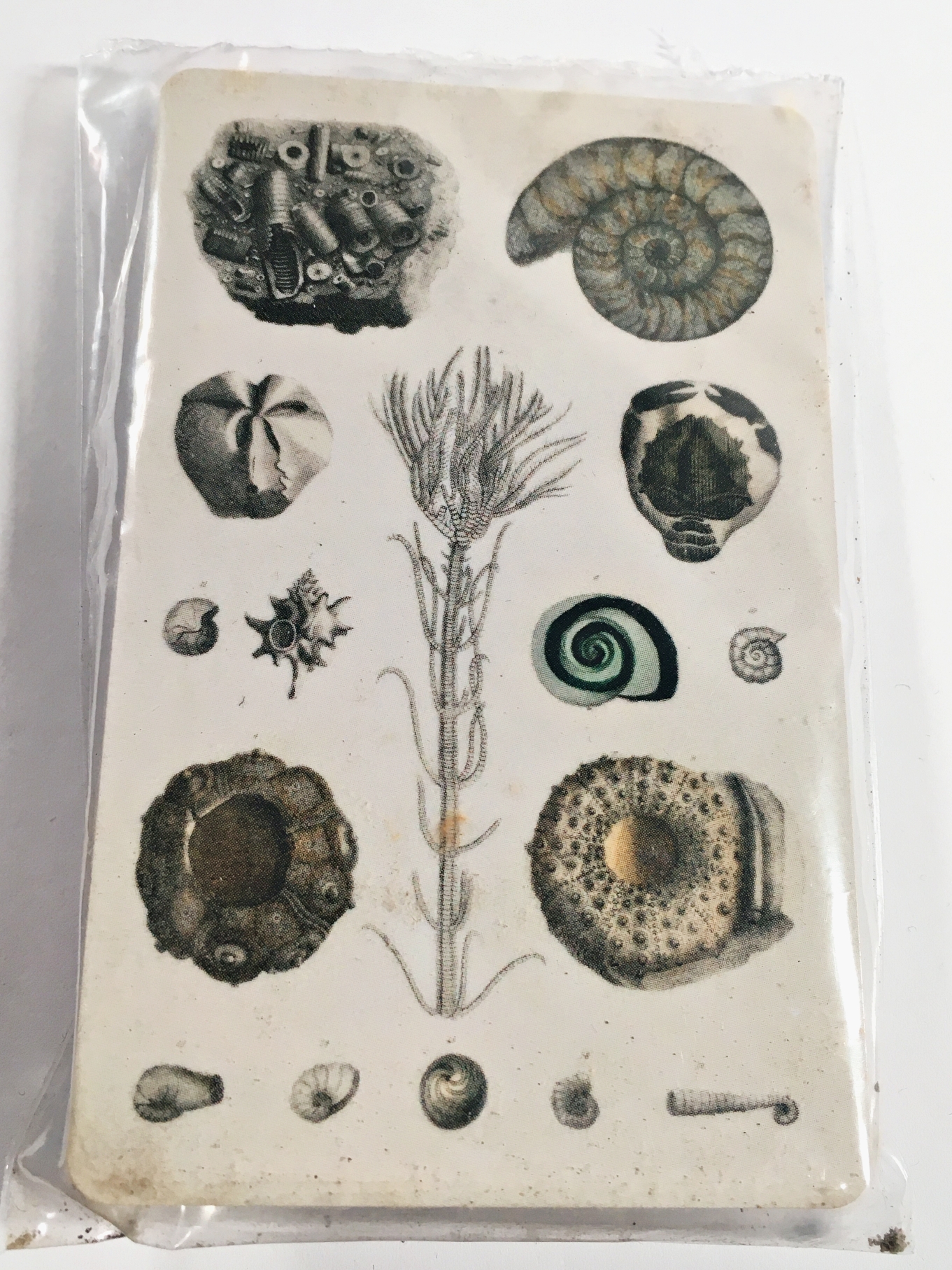 Authentic Fossil Found in North America*Fossil Photos on Reverse of ...