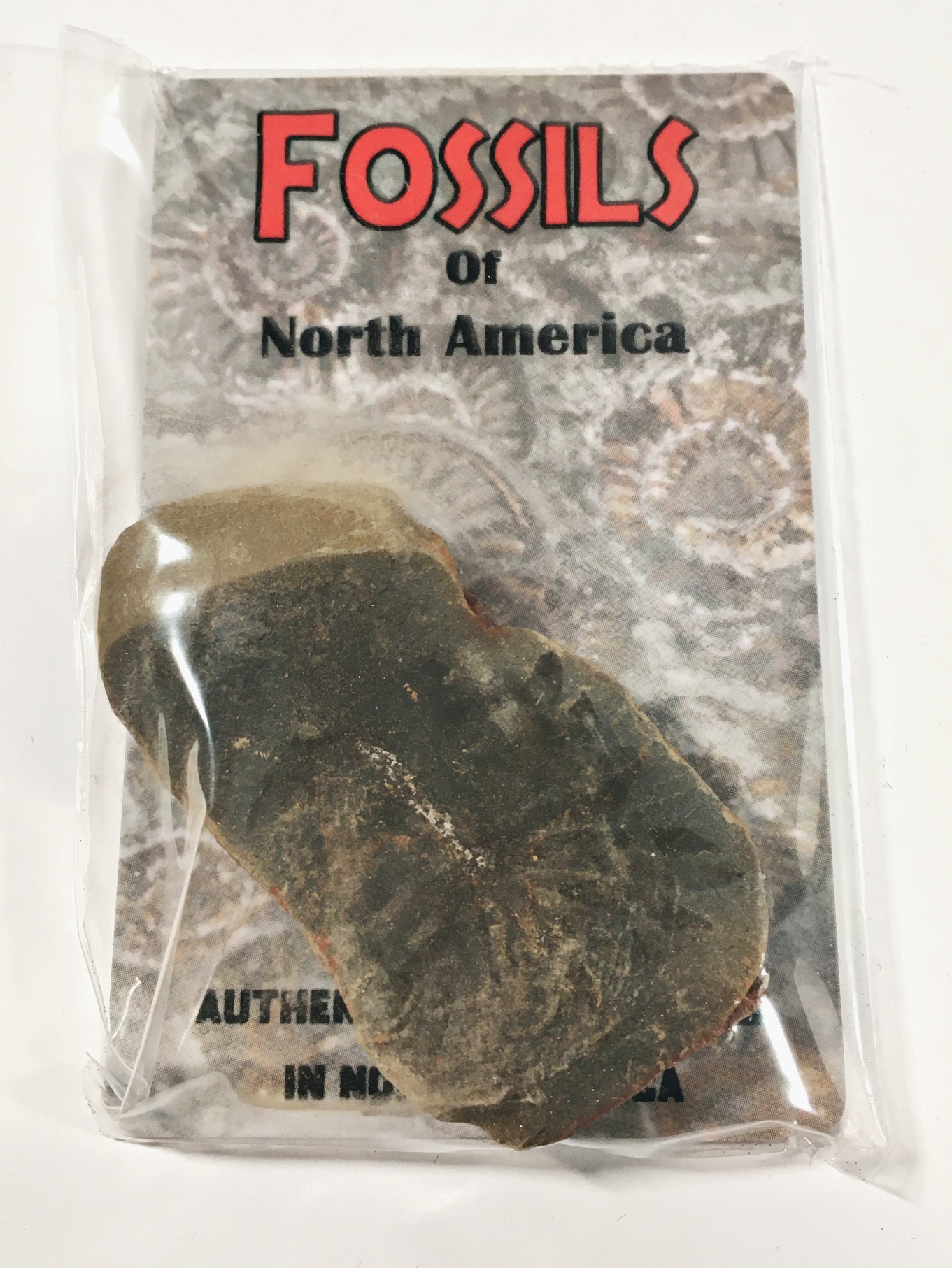 Authentic Fossil Found in North America*Fossil Photos on Reverse of ...