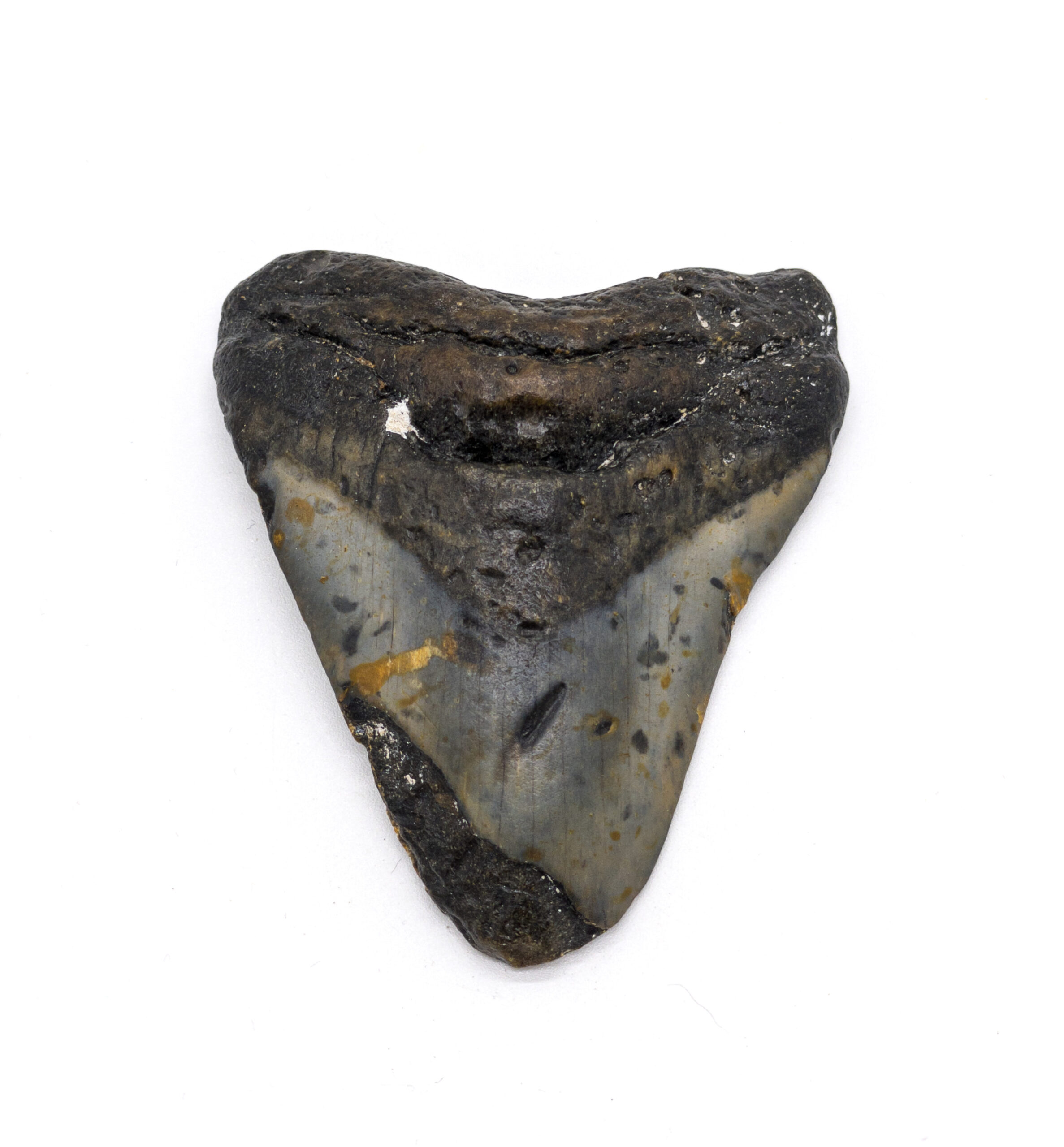 Authentic Megalodon Tooth: Rare 3.05" Specimen Found off the Coast of ...