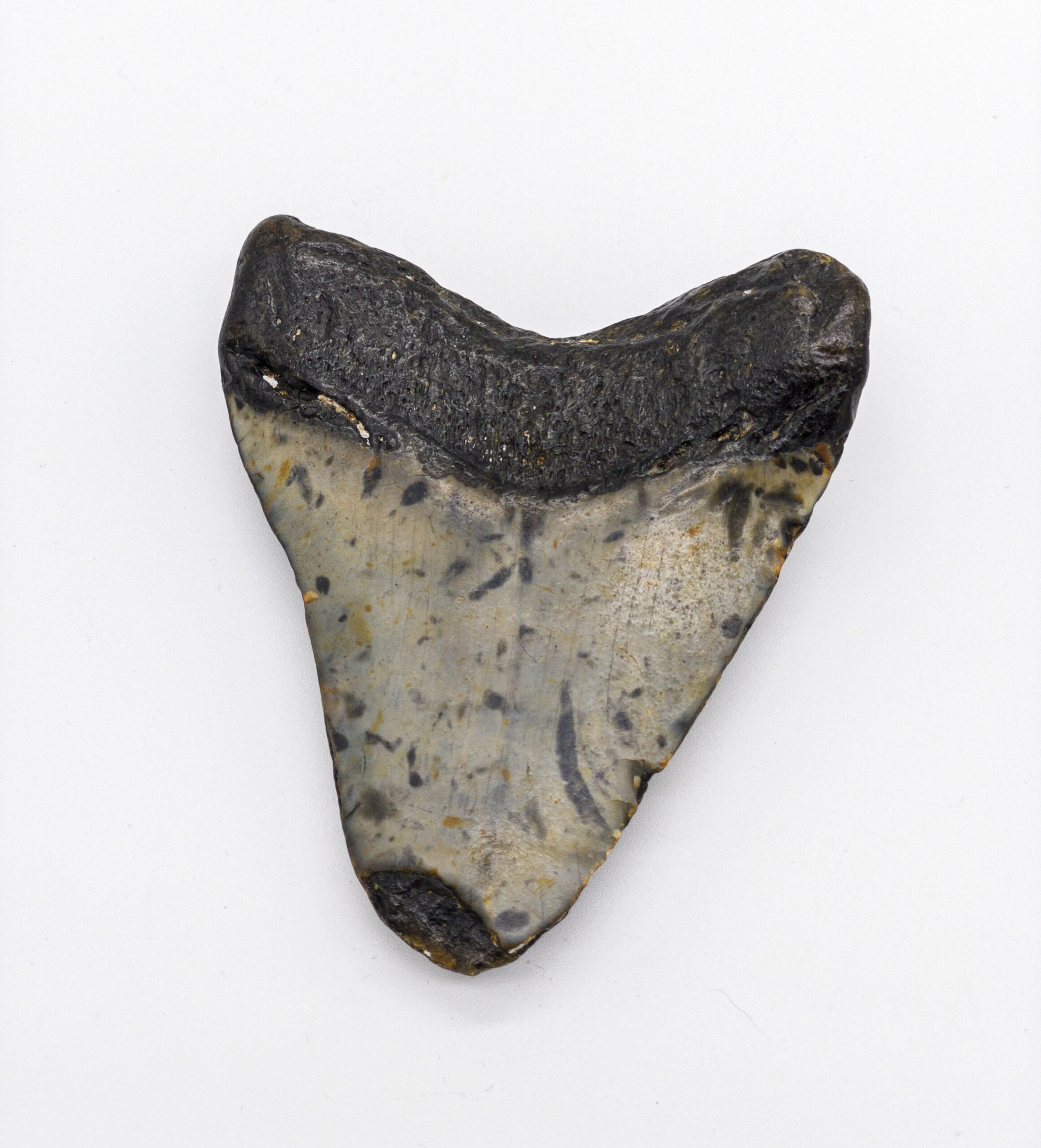 Authentic Megalodon Tooth: Rare 3.05" Specimen Found off the Coast of ...