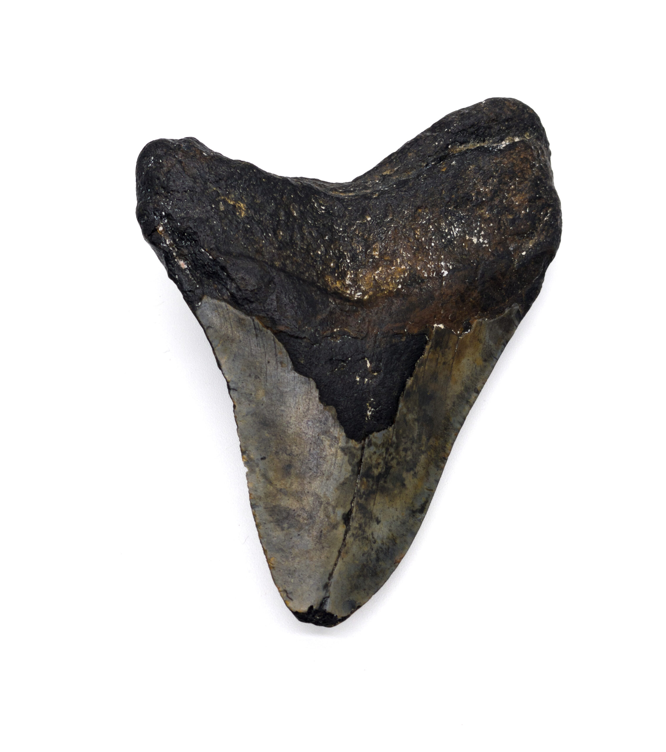 Authentic Megalodon Tooth: A Stunning Fossil from the Ancient Seas ...