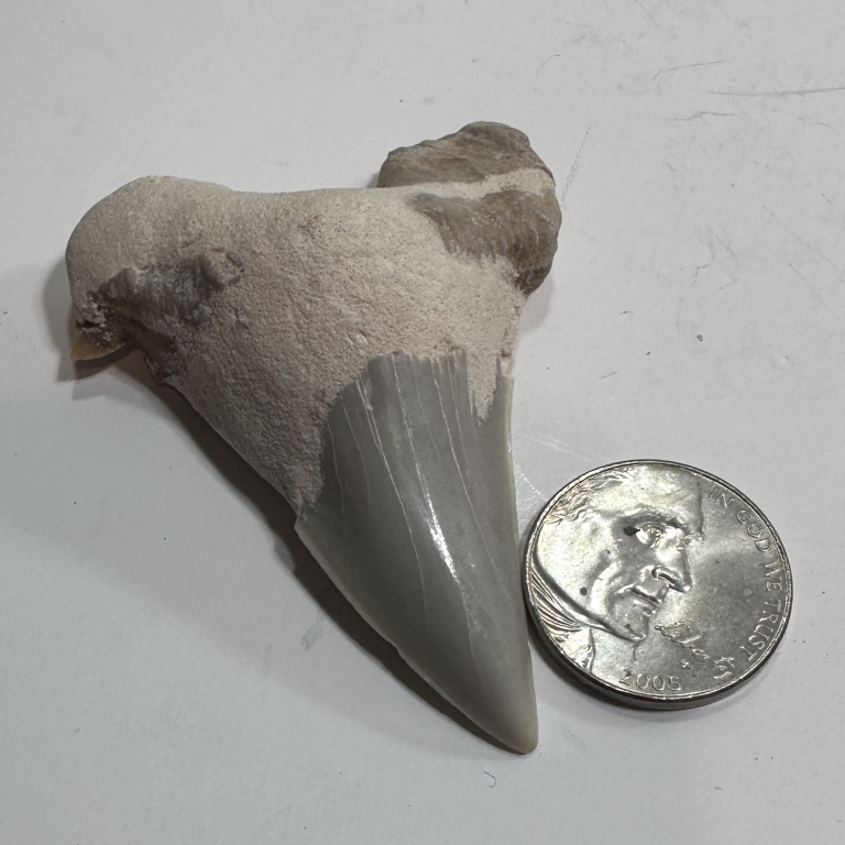 Large High Quality Fossilized Shark Tooth | Property Room