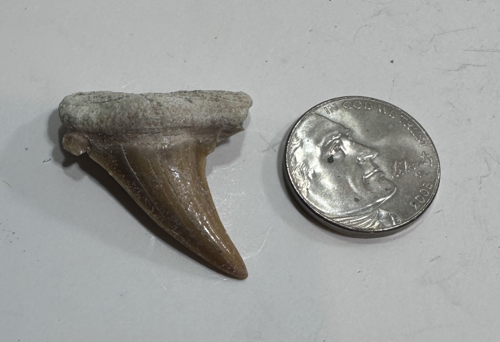 3.5 gram Natural Shark Tooth Fossil | Property Room