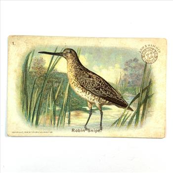 Robin Snipe New Series of Birds Card Church & Dwight 1908 | Property Room
